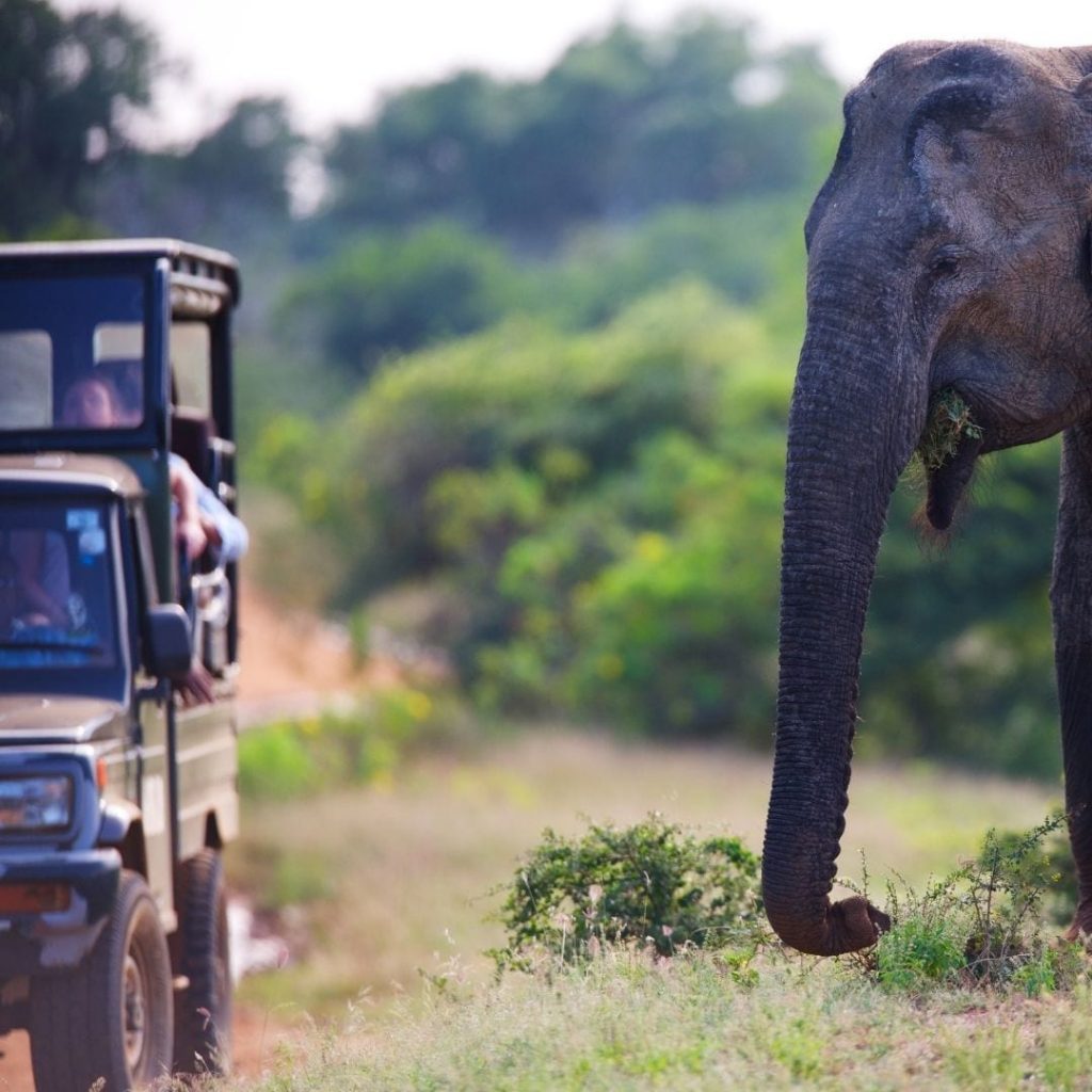 Splendours of Ceylon | Sri Lanka Tours | Travel Talk Tours