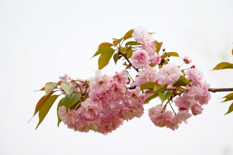 Uncover the Timeless Beauty of Japanese Flowers: A Seasonal Guide ...